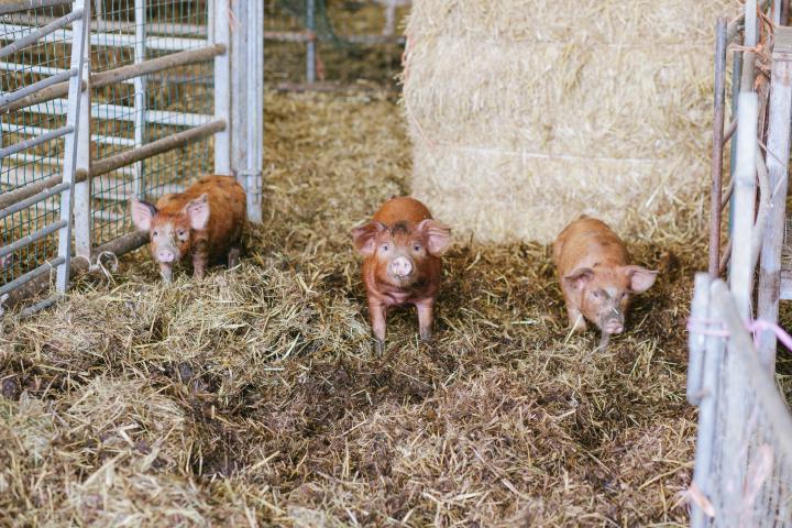 A year of pigs on the farm